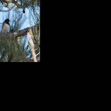 It's for the birds | Local News | gillettenewsrecord.com