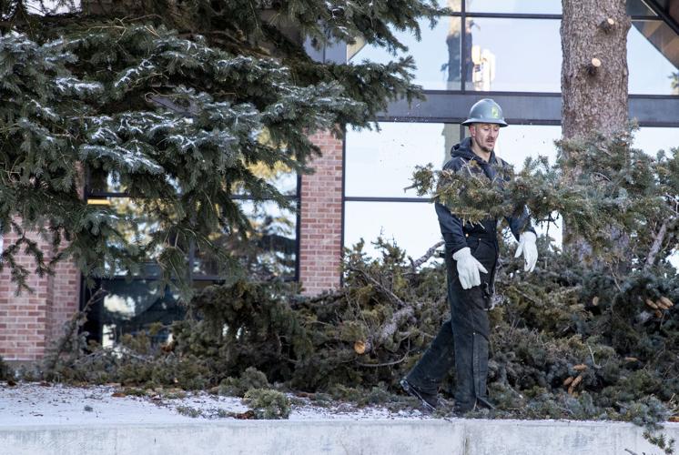 Twin Spruce trees felled after 87-year reign | Local News ...