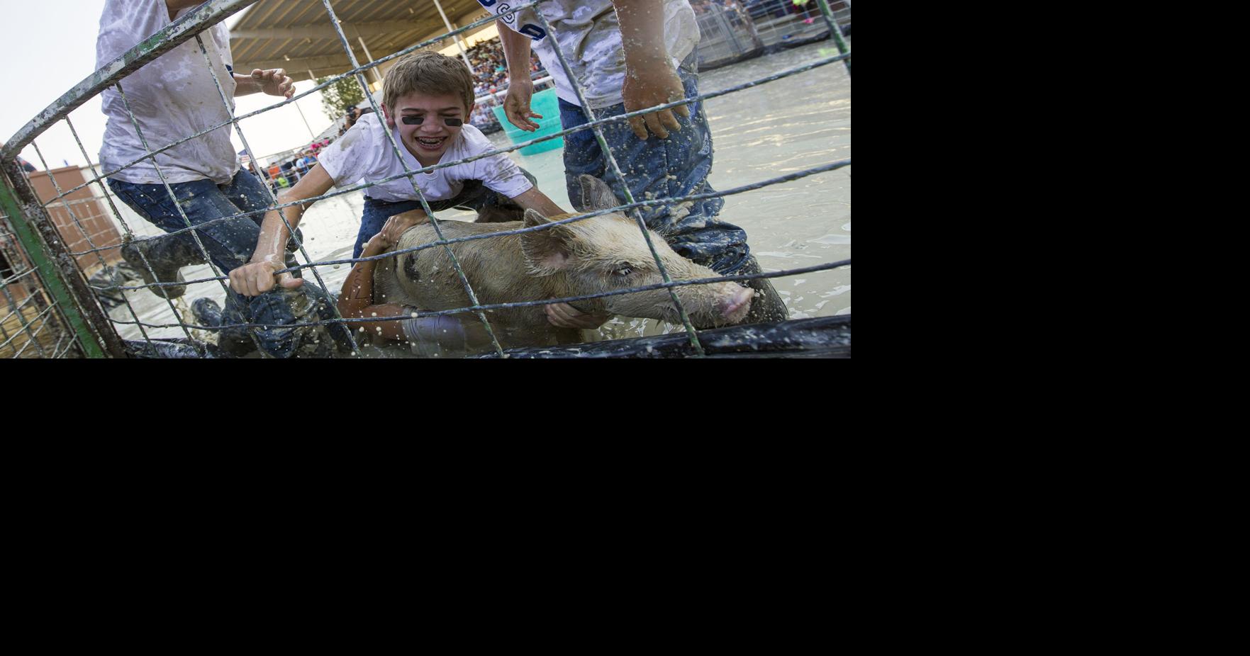 Slopping the pigs | Featured | gillettenewsrecord.com