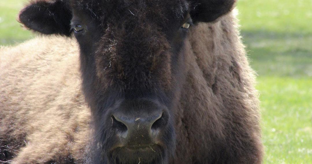 Wyo. bison recovery ‘greatest of all time’ | Wyoming ...