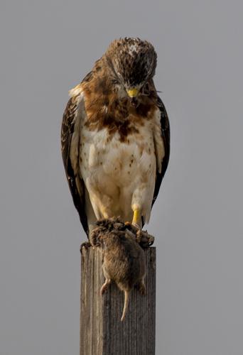 Bird flu still on the minds of many amid lull in deaths | Wyoming ...