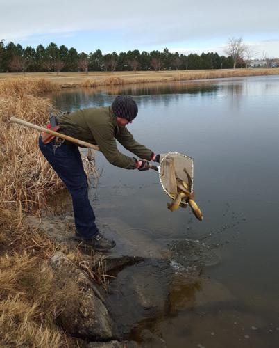 270 brown trout stocked in Gillette Fishing Lake for anglers | Local ...