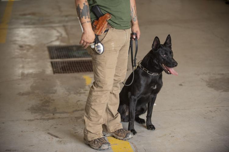 Gillette police welcome 2 newest K-9 officers to the force | Living ...