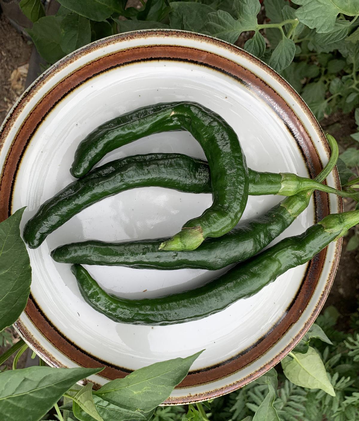 Pepper bounty: This year's garden offers more peppers to tempt taste ...