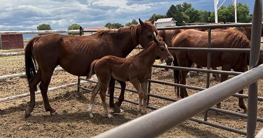 Owner disputes allegations in civil filing after 84 animals seized ...