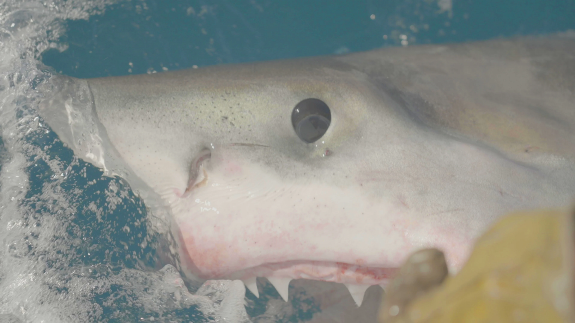 Massive great white shark roaming major tourist hub | National ...