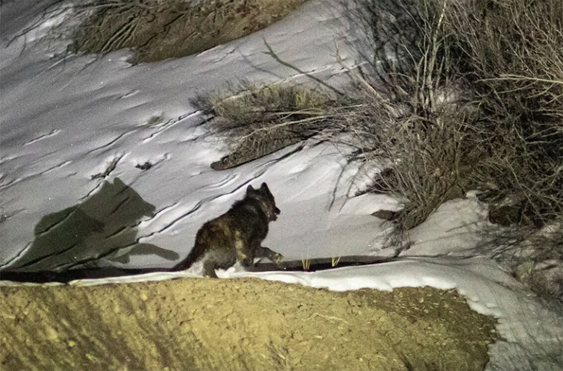 CPW ends efforts to release more wolves this winter | Western Colorado ...
