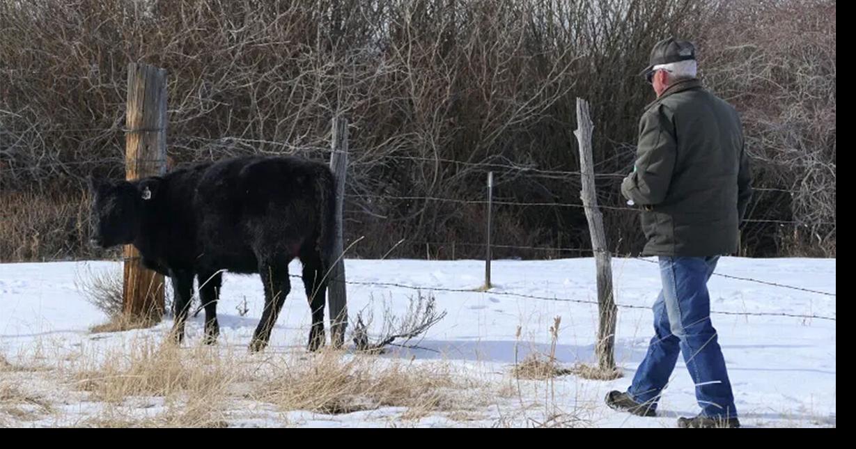 Rules for lethal control of wolves are murky | Western Colorado ...