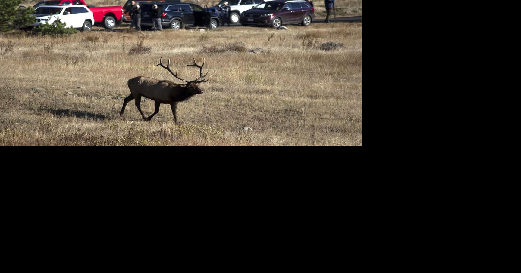 Third elk attack in Estes Park causes concerns | Western Colorado ...
