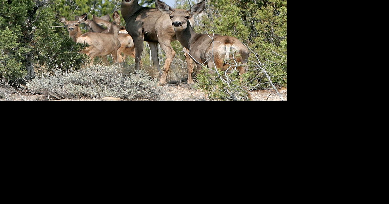 How CPW responds to roadkill and poaching | Western Colorado ...
