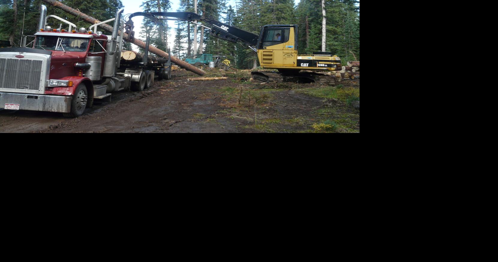 Trees as timber: Logging activity steady in local forests | Western ...