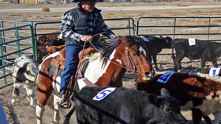 cattle sorting competition