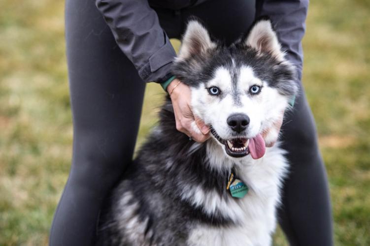 Zeus the dog in forever home for the holidays | Western Colorado ...
