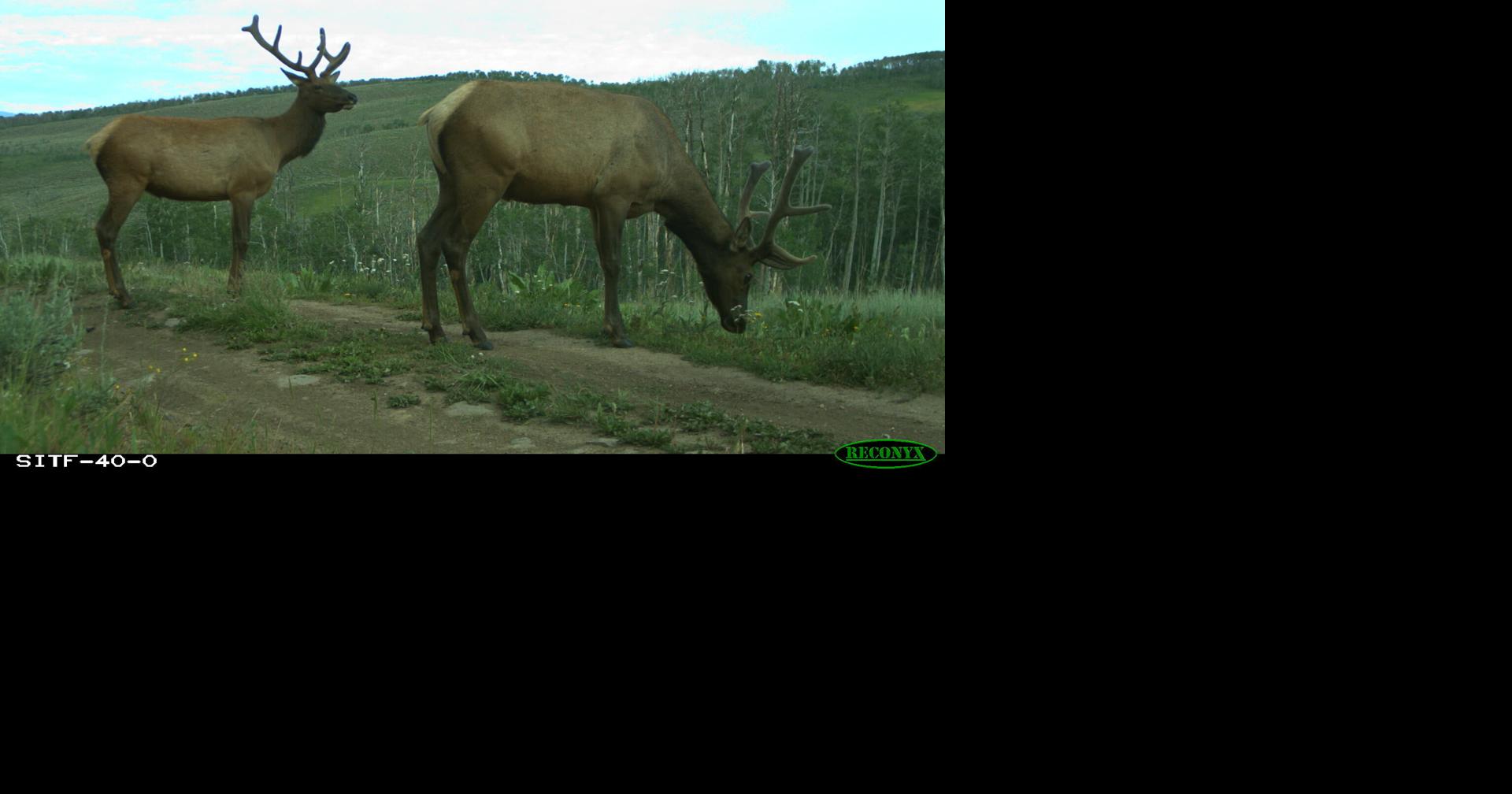 Big-game license application period now open | Western Colorado ...