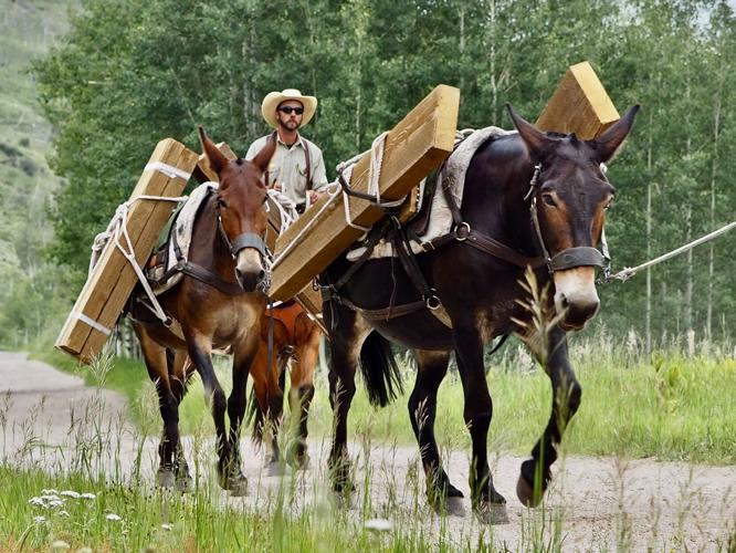 Saddle up: Horses, mules still vital to Forest Service meeting its ...