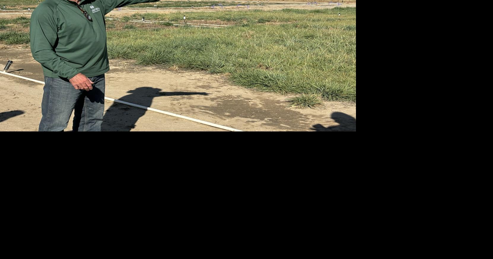 CSU researchers studying hay crops that use less water, respond better ...