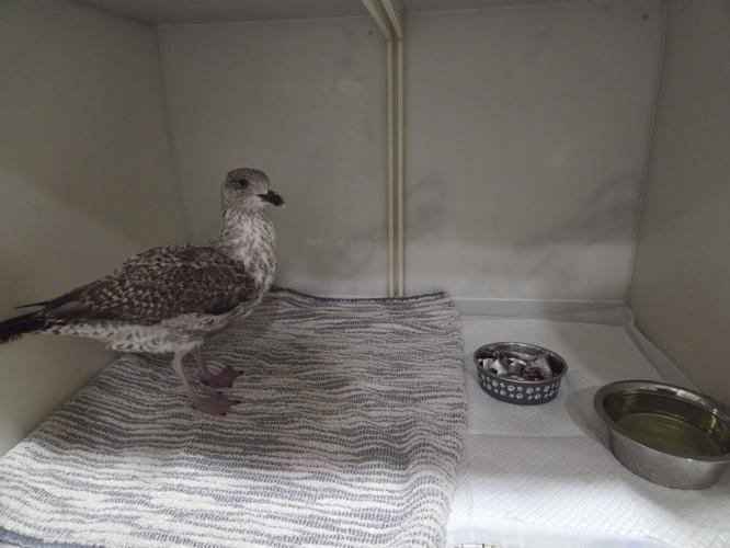Heroic woman braves freezing water to rescue drowning seagull ...