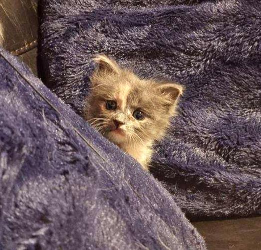 From trash bin to happy kitten | Lifestyle | gjsentinel.com