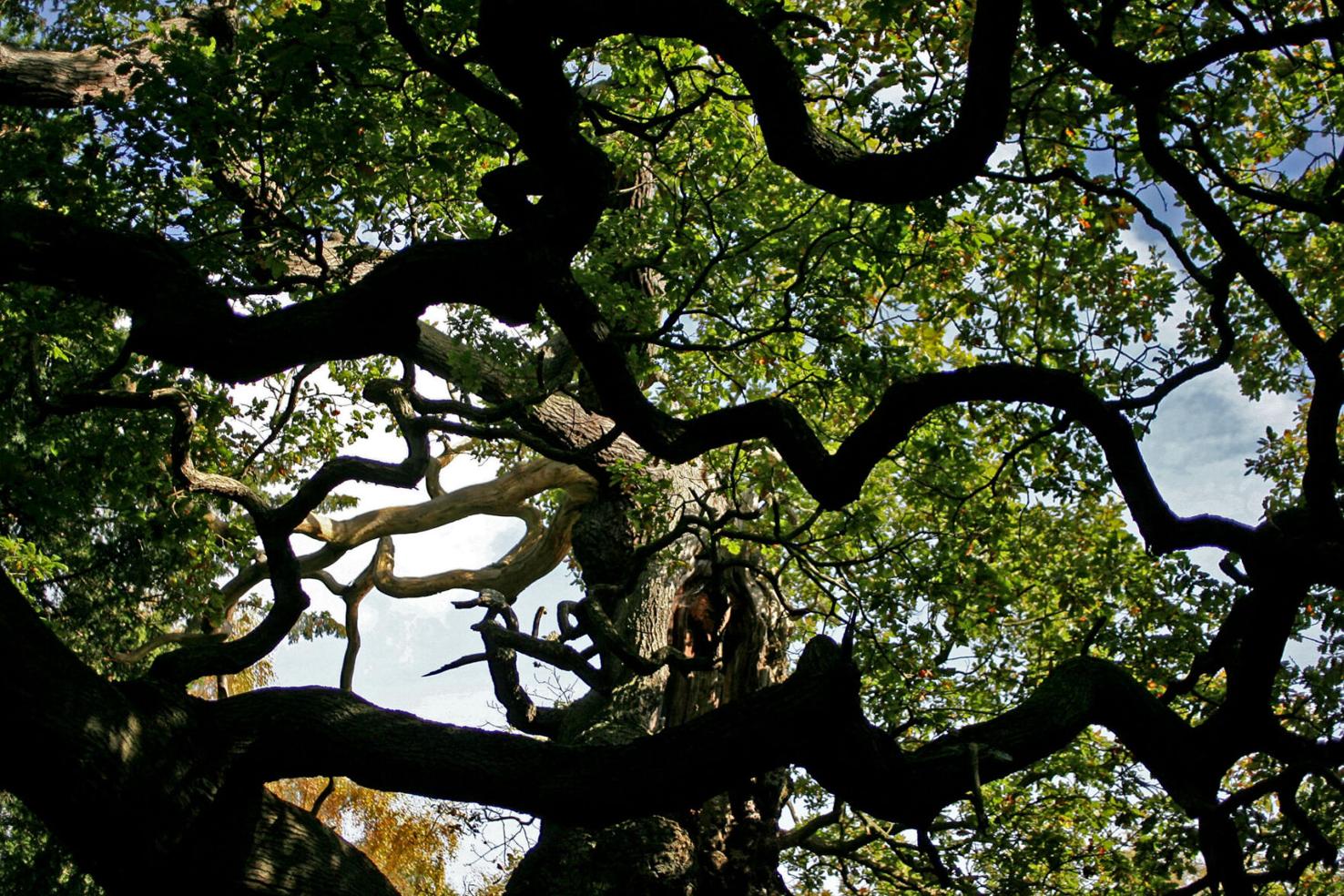 Britain Robin Hood Oak Tree | World | gjsentinel.com