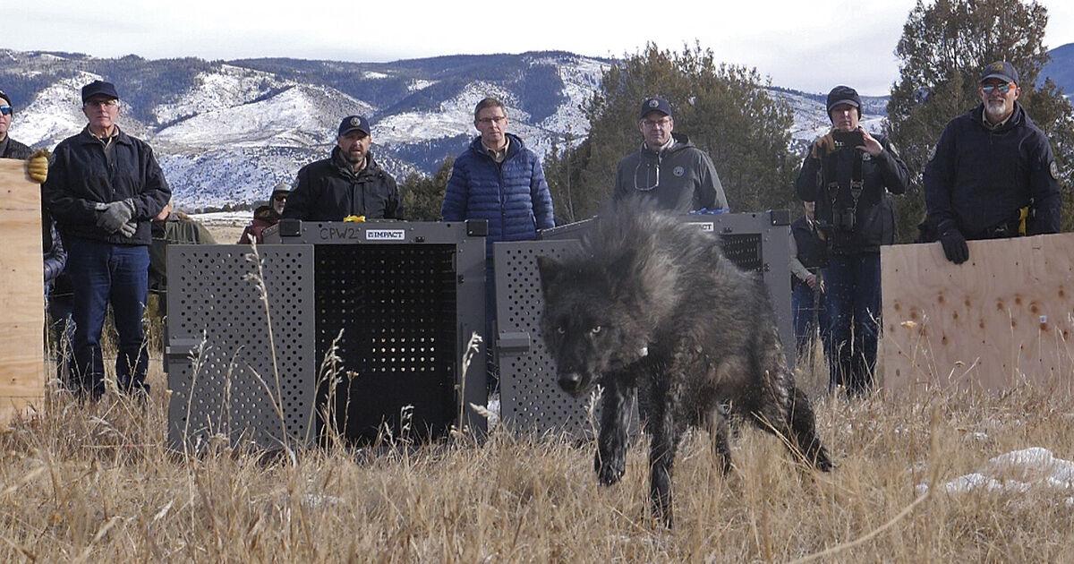 Wildlife official says relocating livestock-killing wolves was ...
