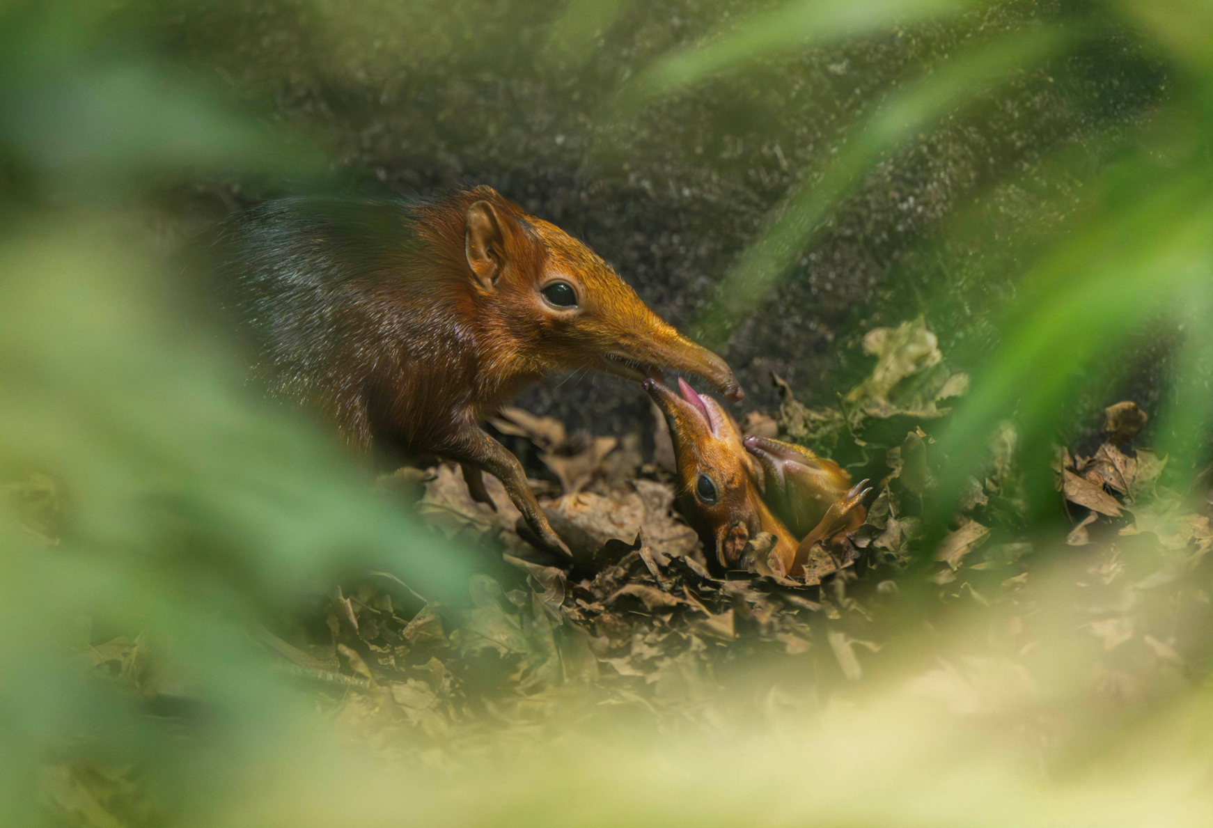 Zoo welcomes first-ever elephant shrew babies | National | gjsentinel.com