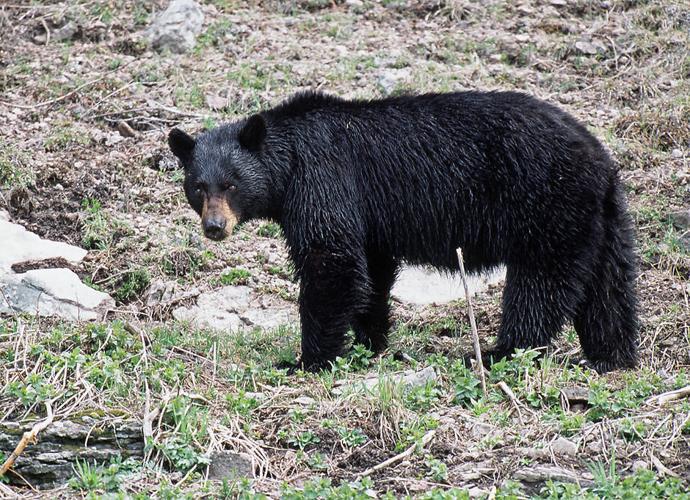 What is hyperphagia? Be bear aware! | Western Colorado | gjsentinel.com
