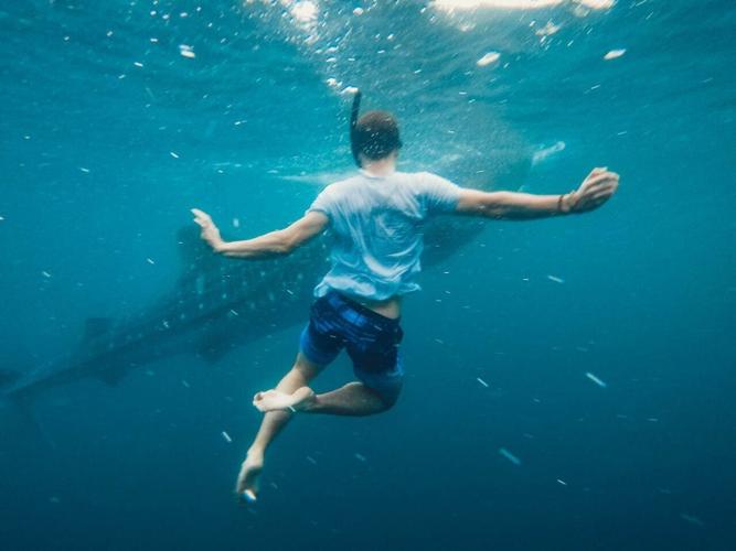 Report reveals fatal shark attacks more than doubled in 2025 | Health ...