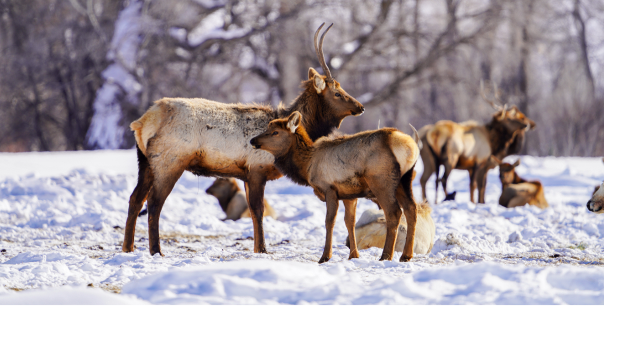 Elk plans largely keep current population targets | News | gjsentinel.com