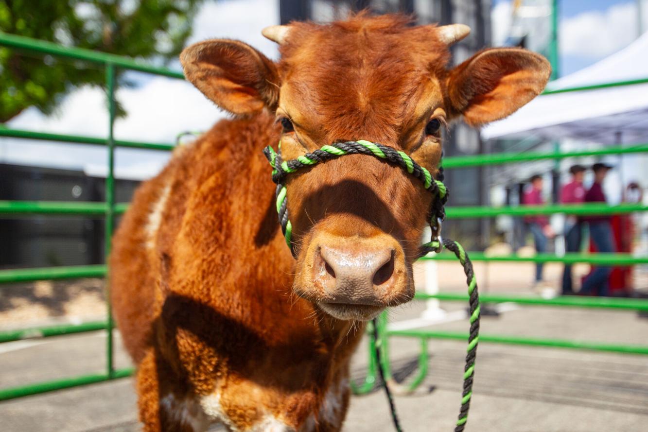 Getting Rowdy: CMU students select new, younger live mascot | Western ...