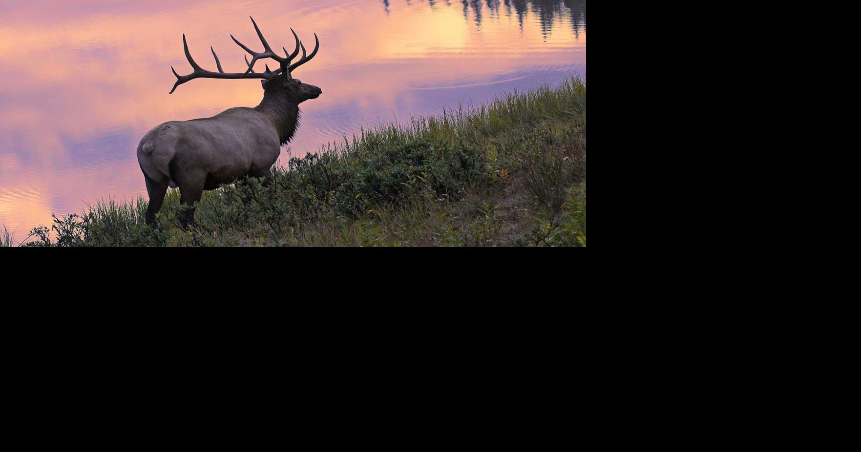 Chronic wasting disease battle continues | Western Colorado ...
