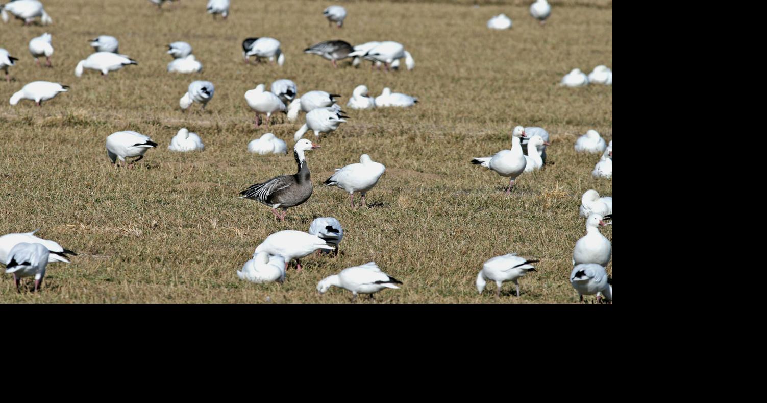 Plentiful snow geese nuisance for some, good hunting for others ...