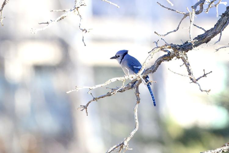 Valley sees first blue jay in 22 years | Western Colorado | gjsentinel.com