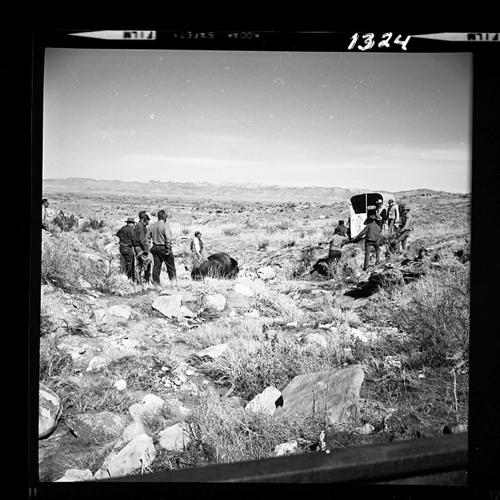 Buffalo arrived in Colorado National Monument 100 years ago, roamed for ...