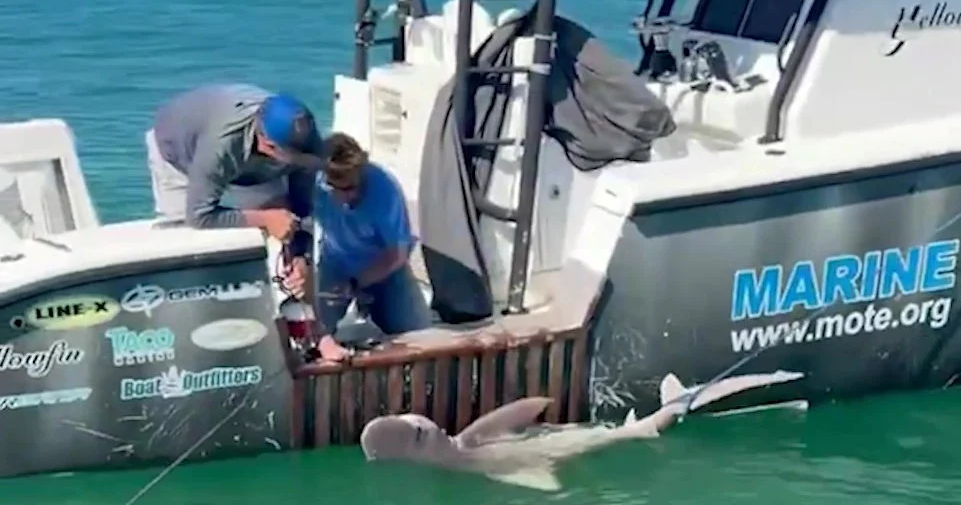 Shark rescued after being tangled in crab trap | National | gjsentinel.com