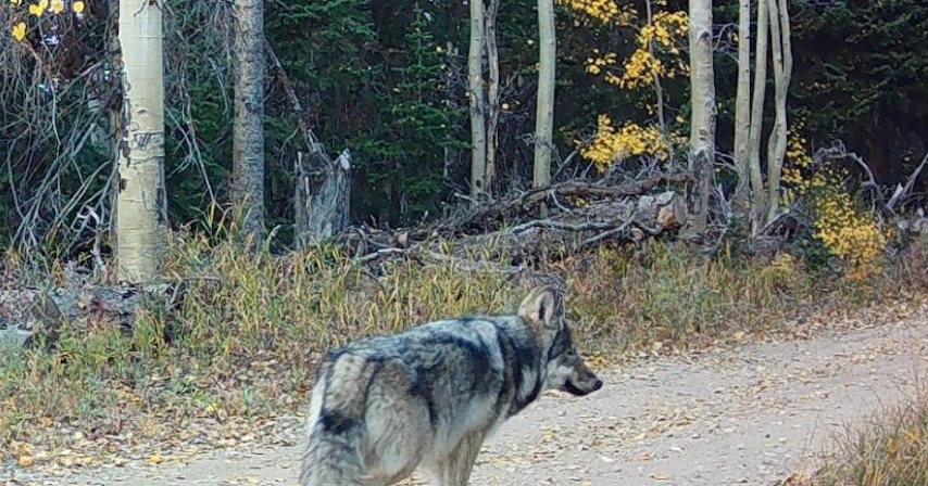 Wolf shot by authorities was part of Copper Creek pack | Western ...