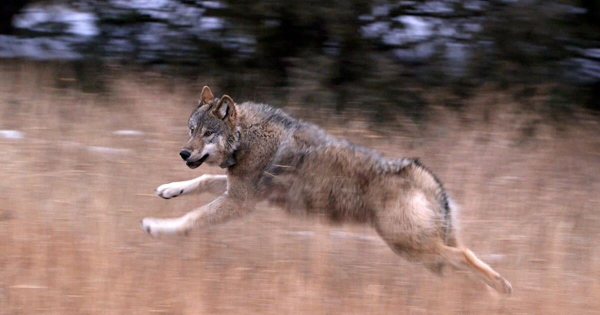 gray wolf running speed