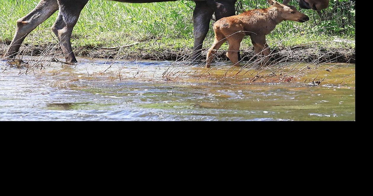 Moose attacks, tramples man walking dogs southwest of Boulder | Western ...