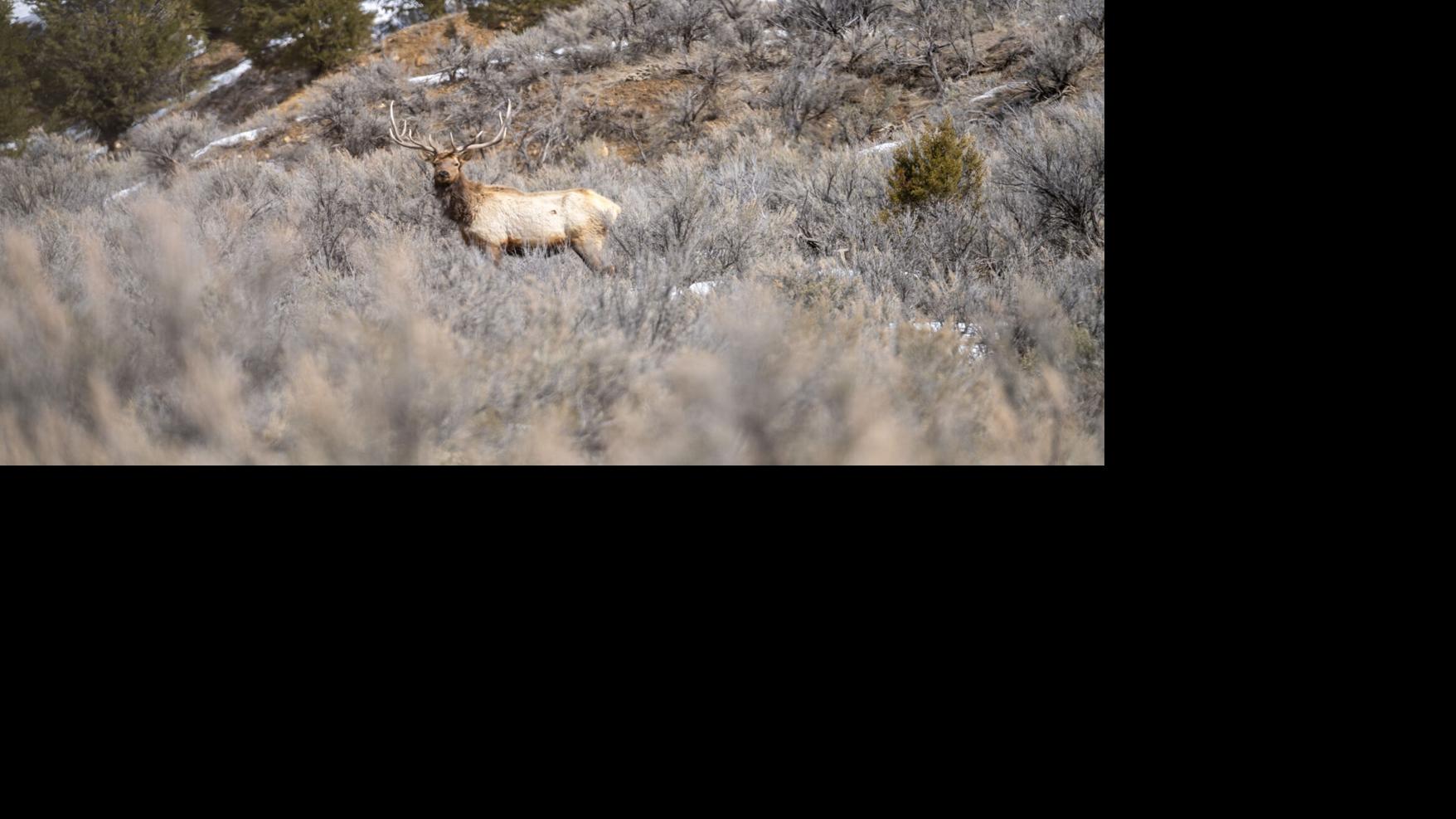Chronic wasting disease battle continues | Western Colorado ...