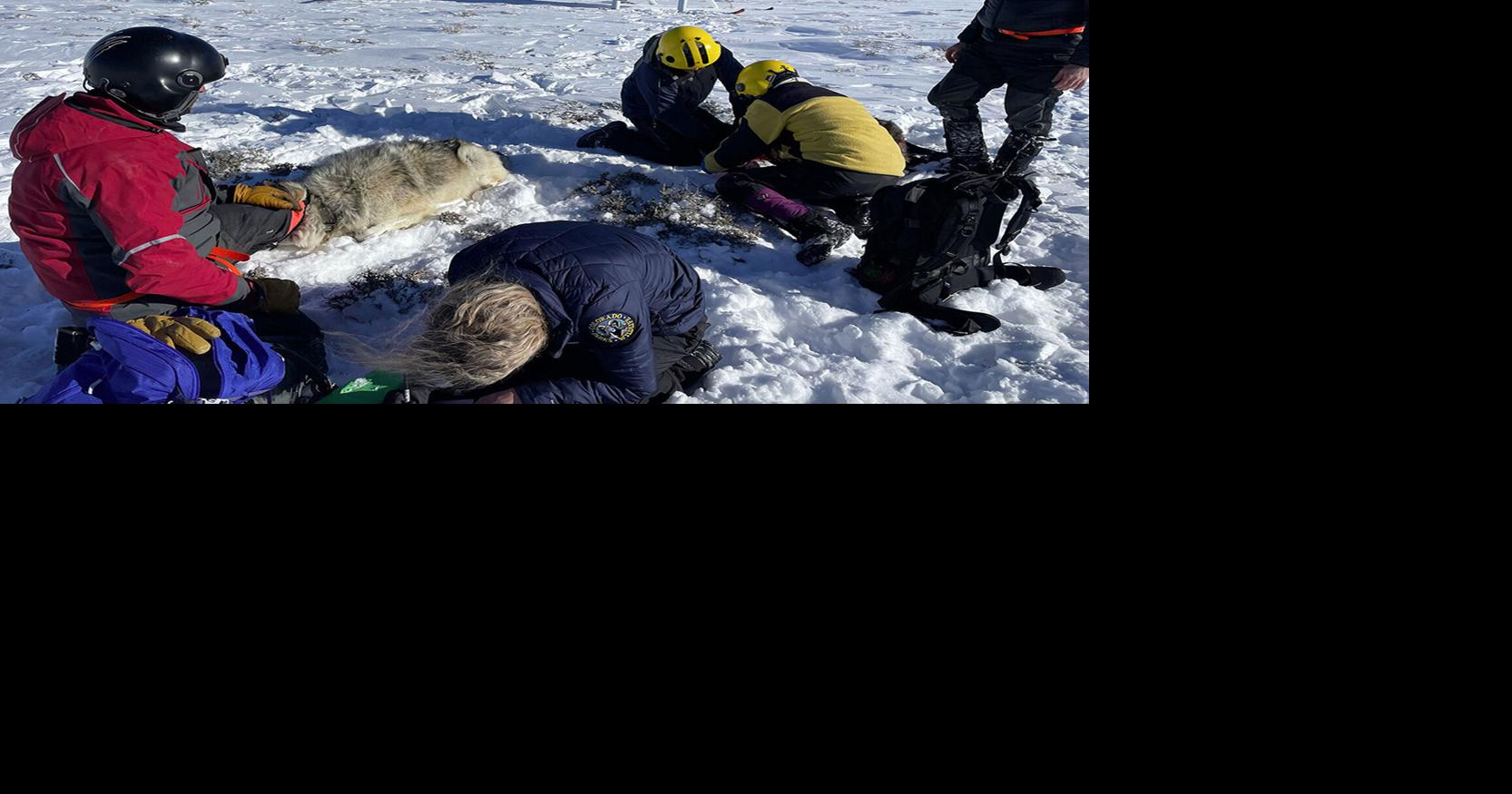 CPW collars North Park wolf pair, Boebert seeks to delist species ...