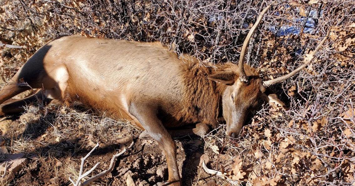 Eight poaching cases being investigated in Norwood area | Western ...