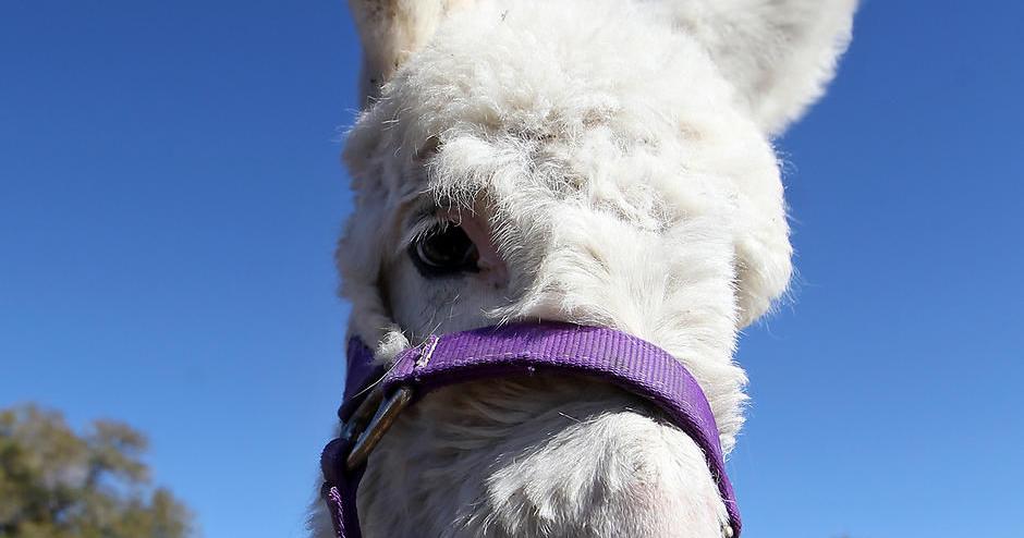 Little white donkey comes as surprise to her owners | Lifestyle ...
