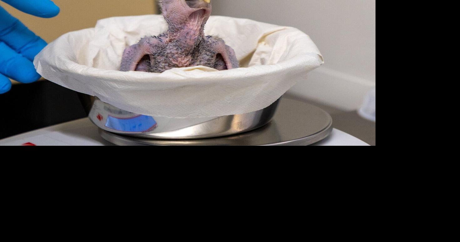 World’s rarest parrot, extinct in wild, hatches at zoo | National ...