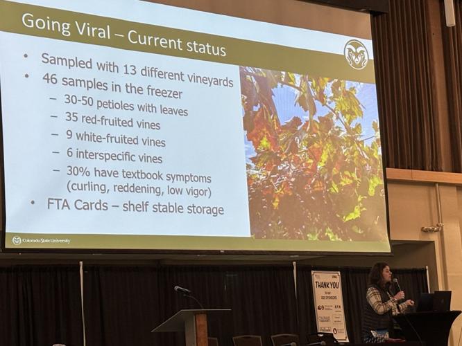 CSU Extension studying leafroll disease in local vineyards | Western ...