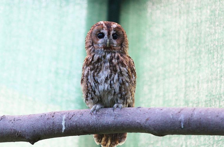 Homeowners find two owls asleep in their house | National | gjsentinel.com