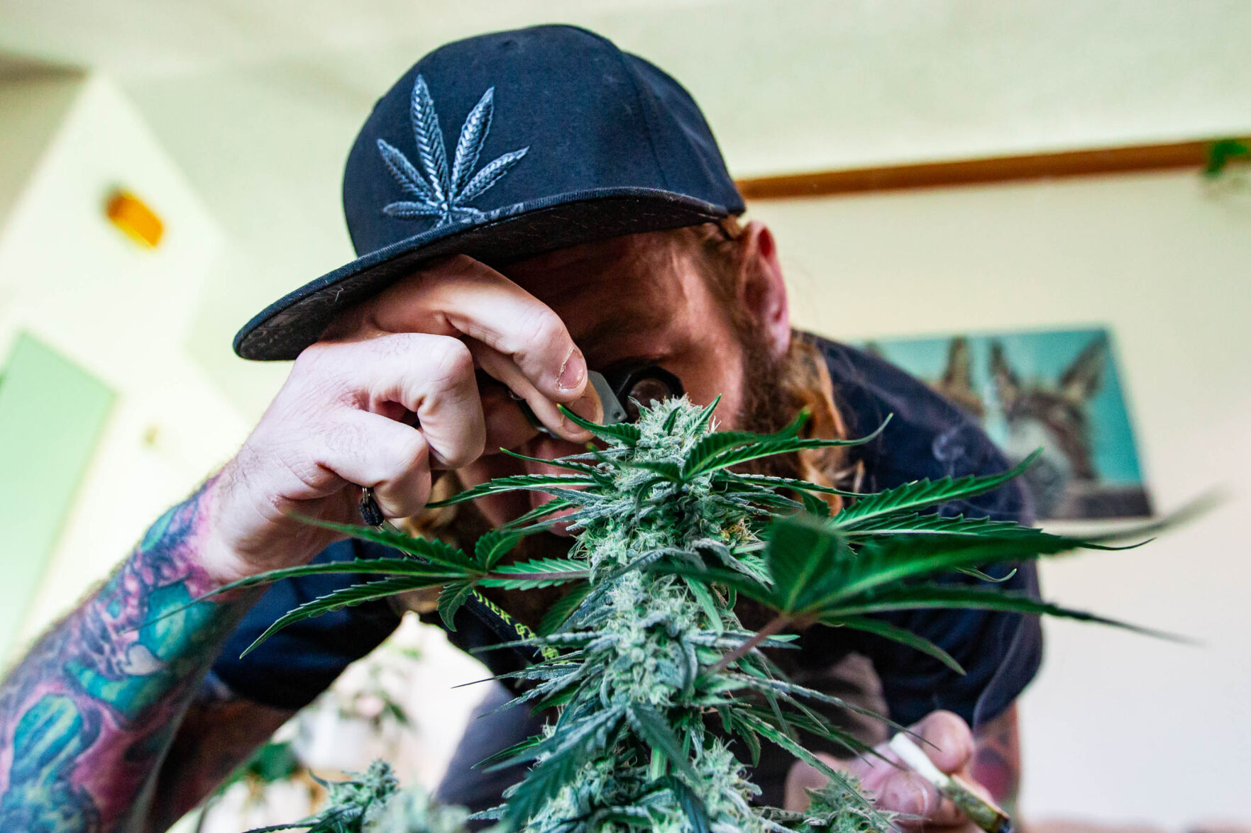 Weed wizard: Cannabis sommelier Jeff Mages works to change the industry | Western Colorado ...