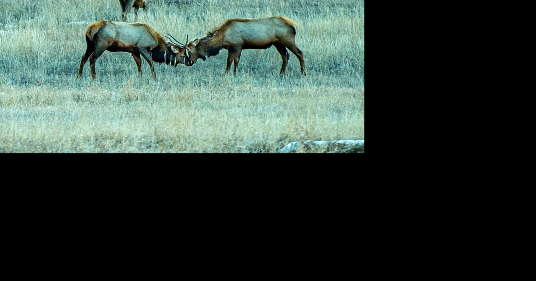 CPW staff: End OTC elk archery tags only for nonresidents | News | gjsentinel.com