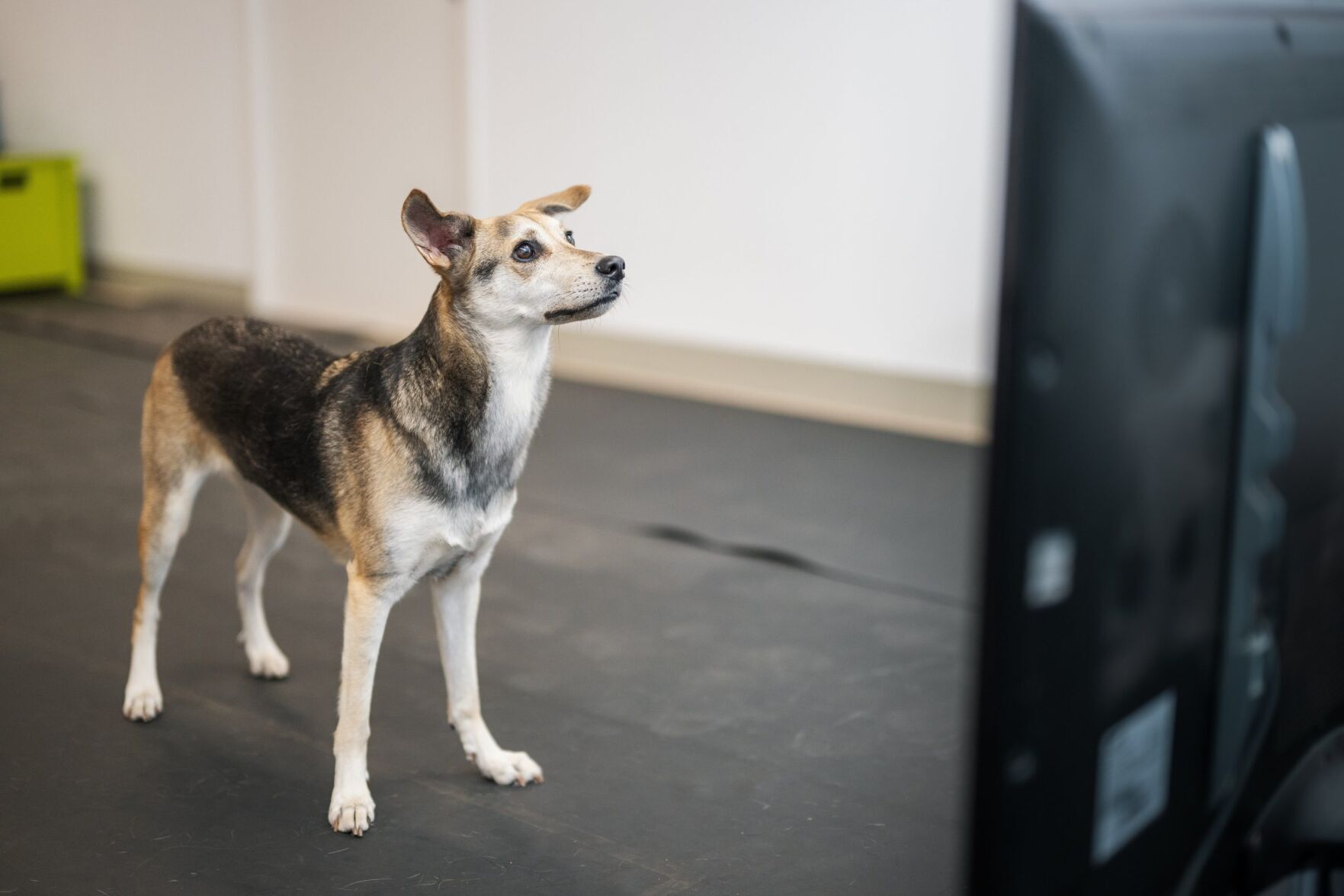 Study reveals how humans’ angry and happy voices affect dogs | National ...