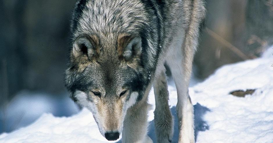 Gray wolf accidentally killed in Utah by a hunter | Outdoors ...