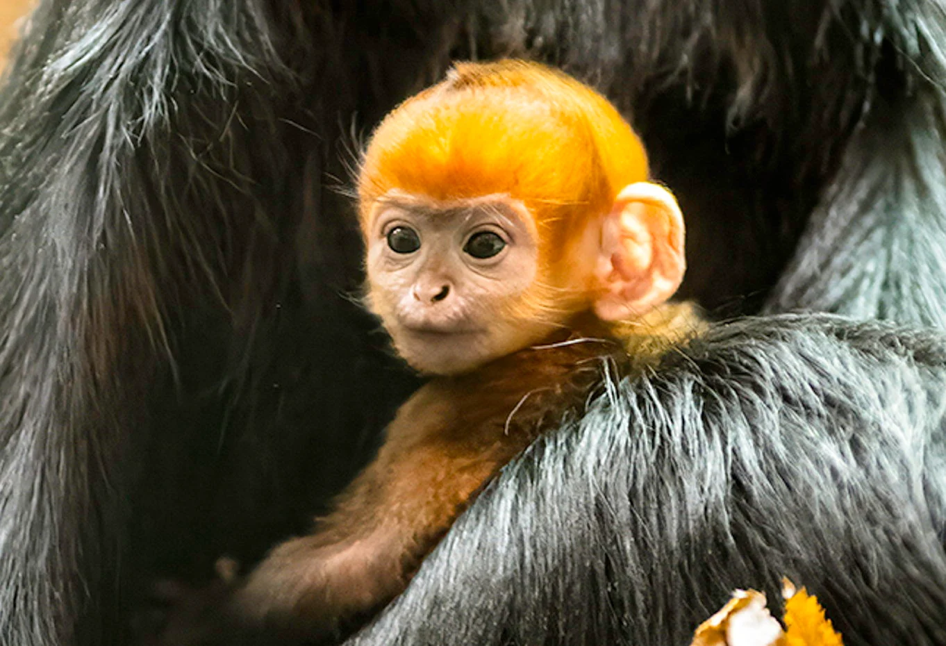 Newborn monkey stuns zoo staff with bright orange fur | National ...