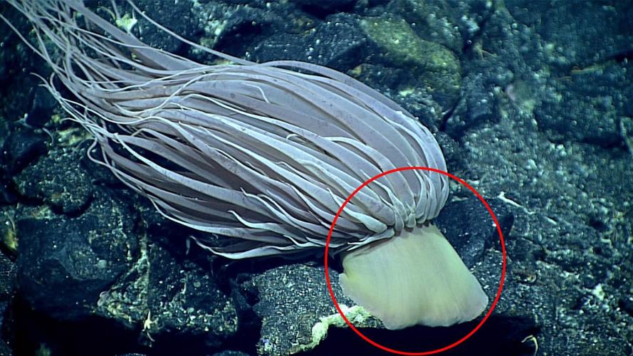 Mystery of ‘golden orb’ found at bottom of ocean finally solved ...